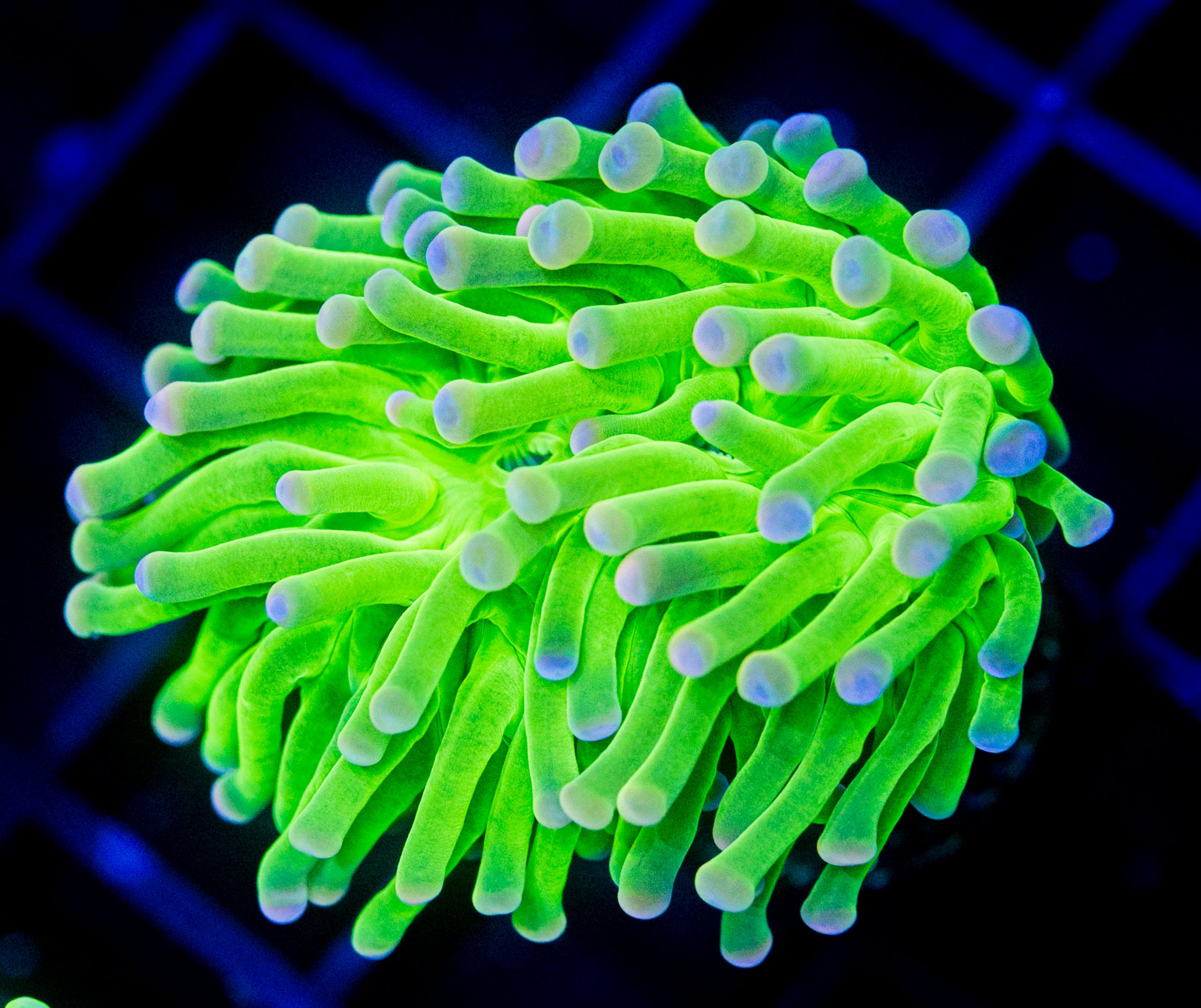 Cotton Candy Torch WYSIWYG - 8445 – Reef Aquaculture Specialists