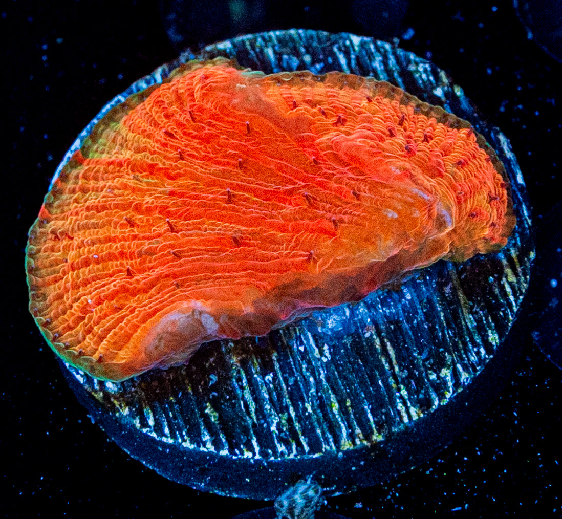 Diabo Diaseris Plate Coral WYSIWYG 8666 – Reef Aquaculture Specialists