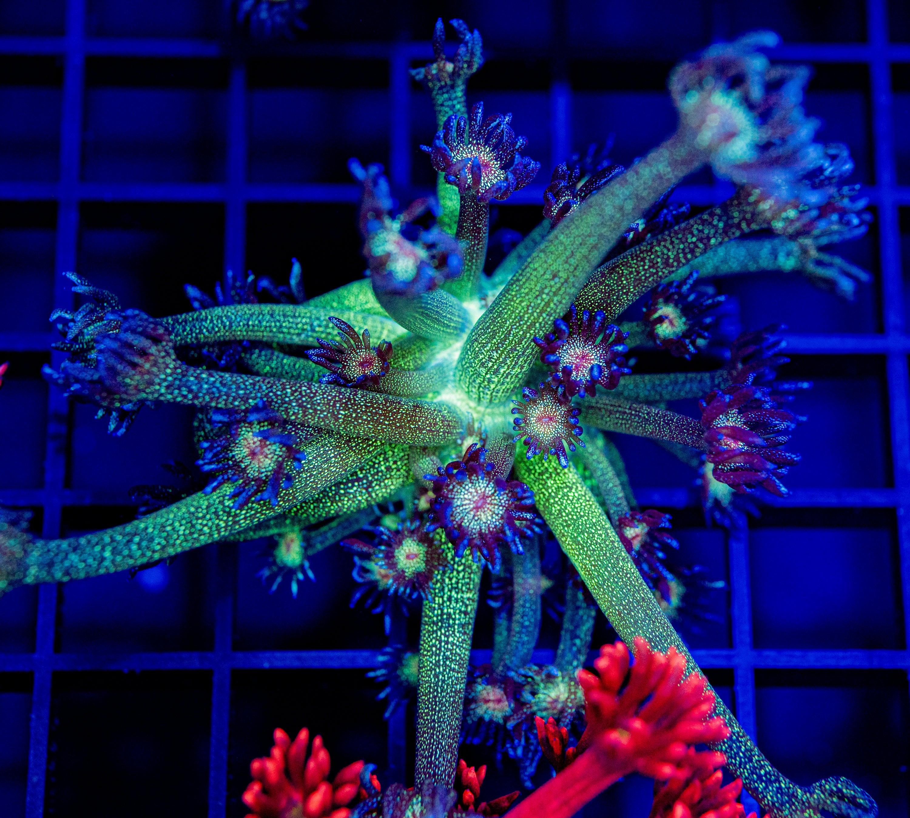 Reef Aquaculture Specialists