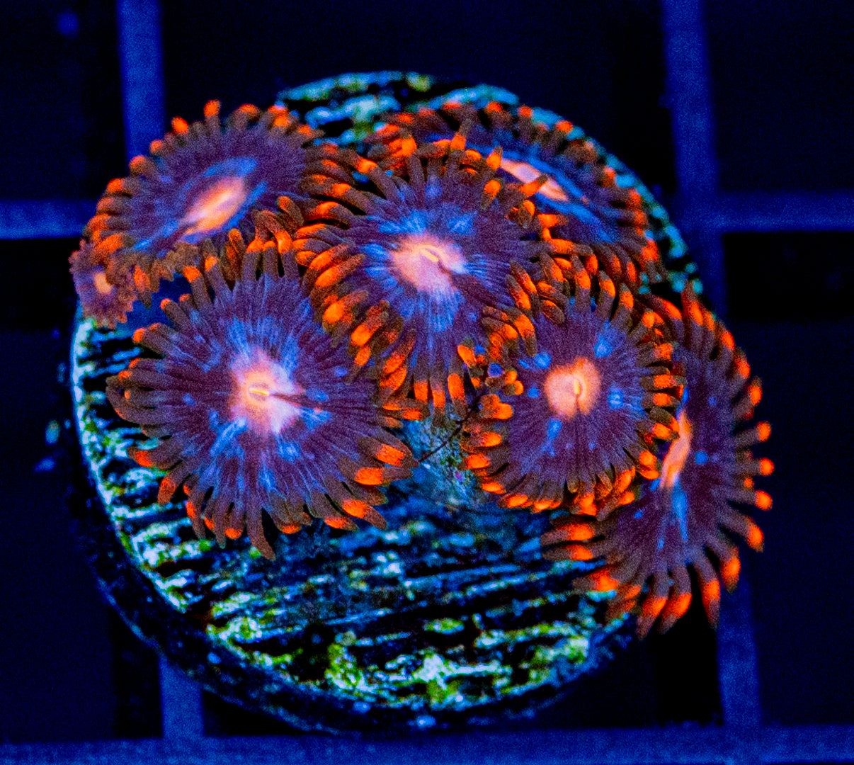 QD9 Zoas – Reef Aquaculture Specialists