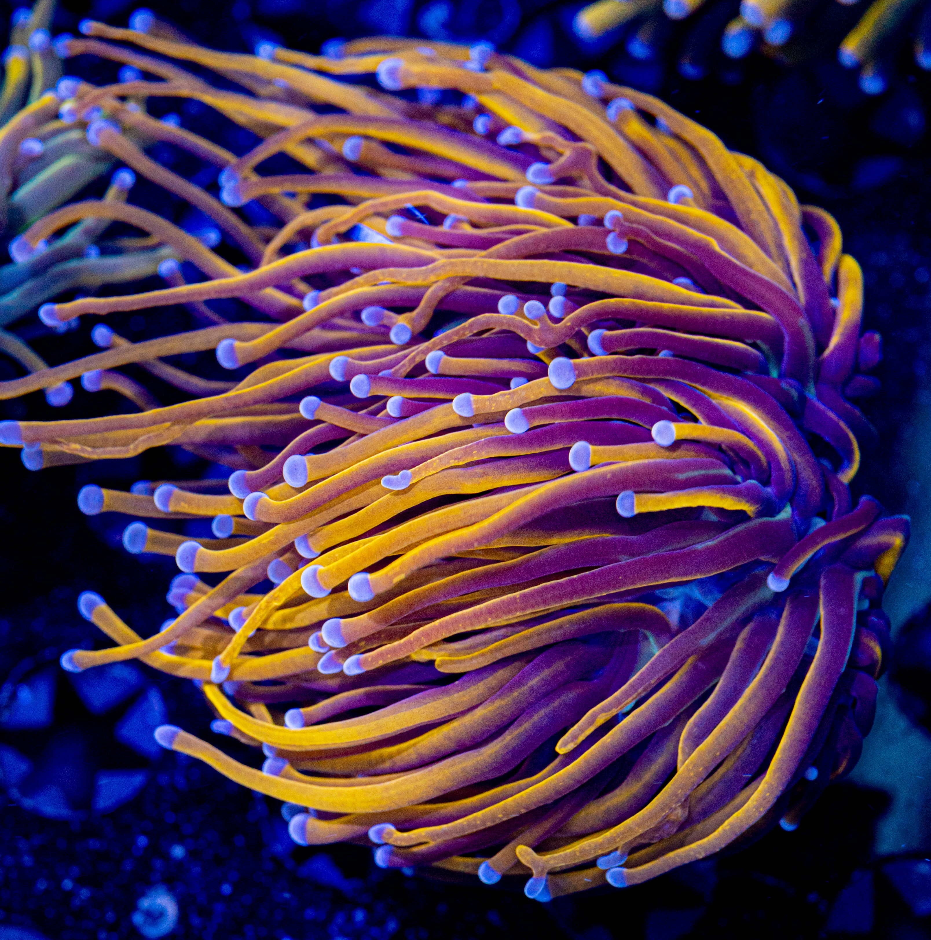 TB4 24K Torch – Reef Aquaculture Specialists