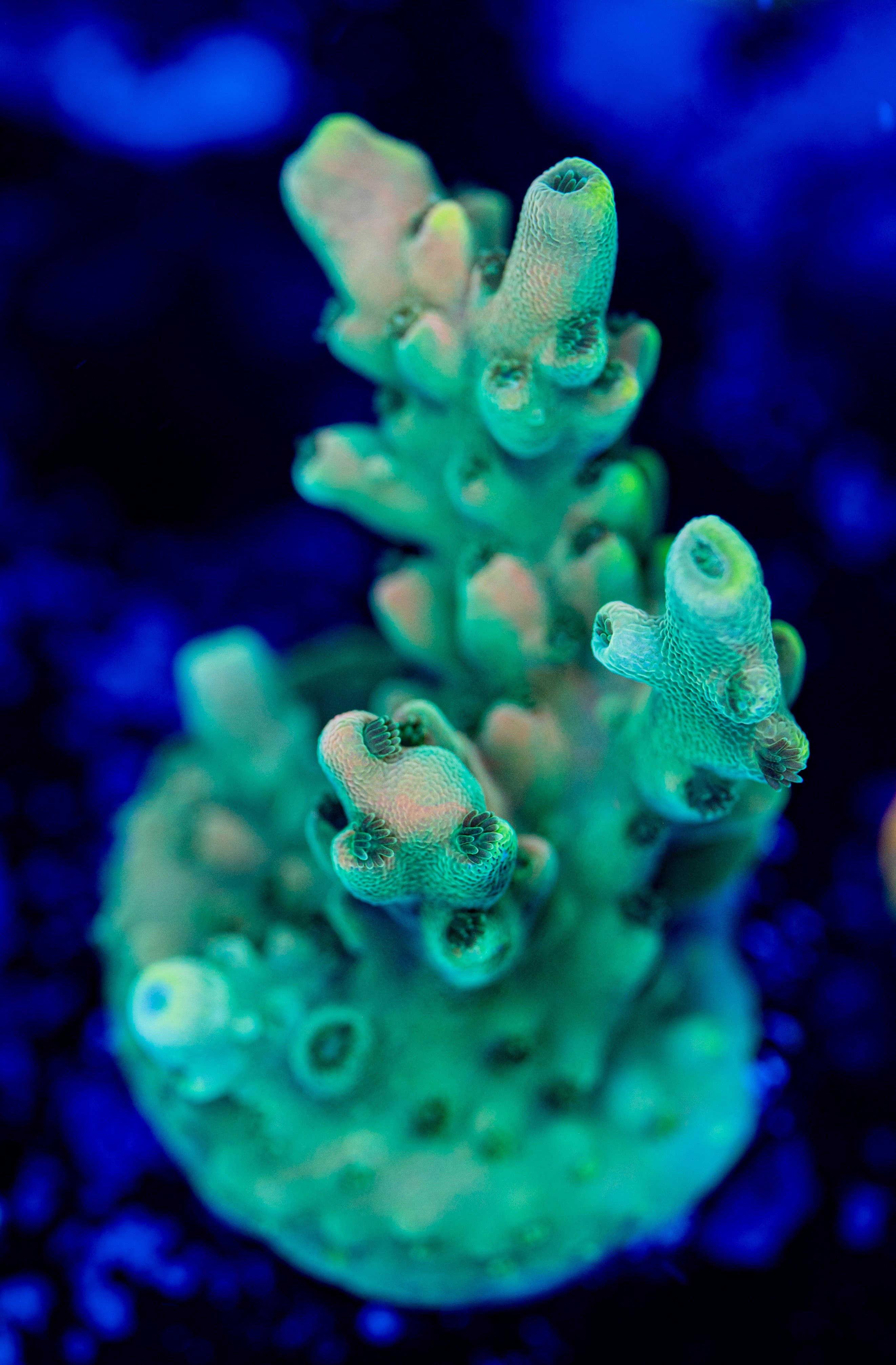 Dreamers Acro WYSIWYG – Reef Aquaculture Specialists