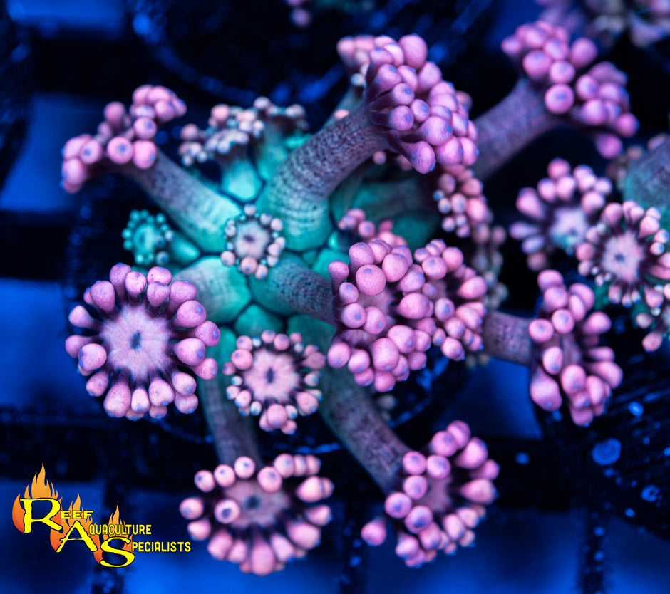 LPS – Reef Aquaculture Specialists