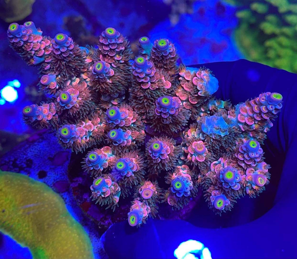 Reef Aquaculture Specialists